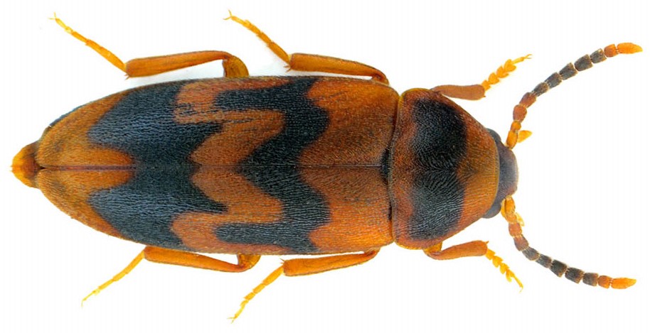 ACOREP-France - Association des Coléoptéristes français