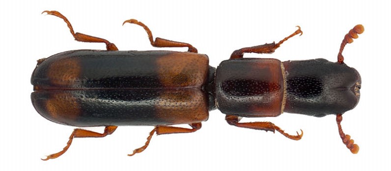 ACOREP-France - Association des Coléoptéristes français