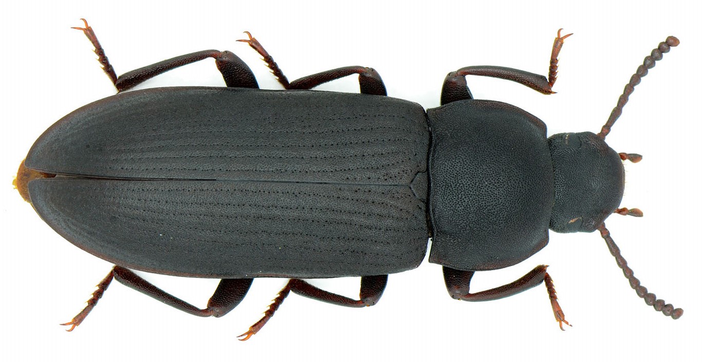 ACOREP-France - Association des Coléoptéristes français