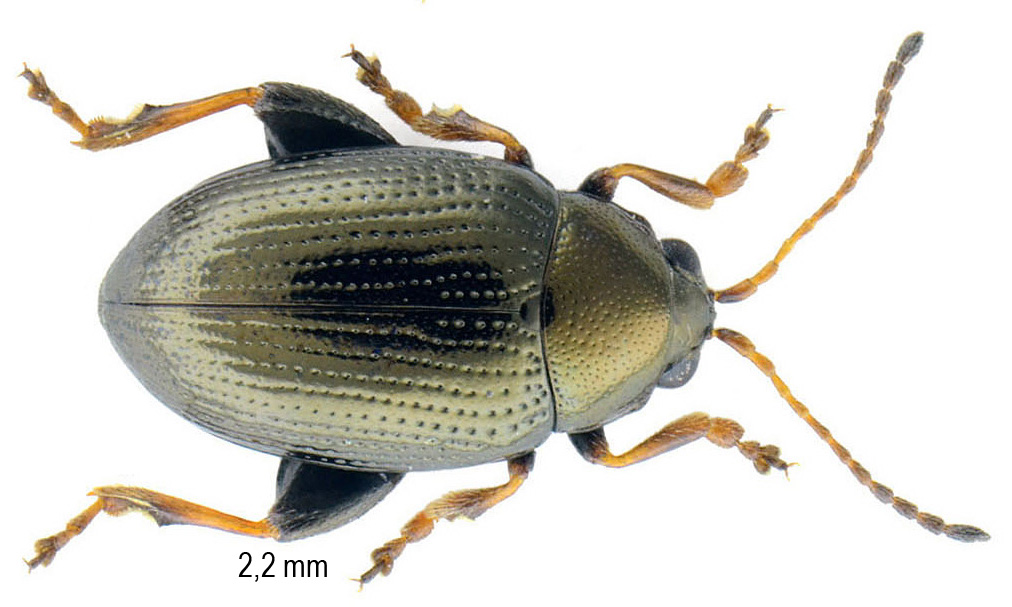 ACOREP-France - Association des Coléoptéristes français