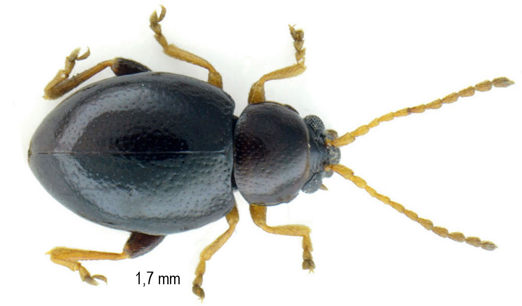 ACOREP-France - Association des Coléoptéristes français