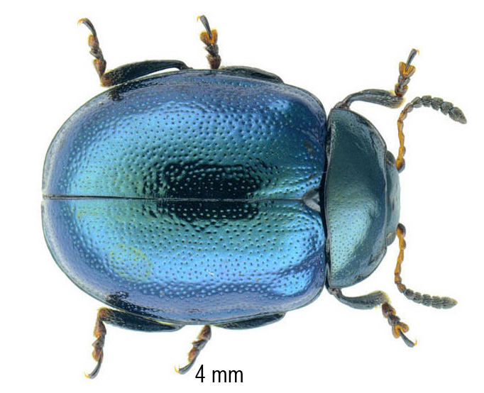 ACOREP-France - Association des Coléoptéristes français