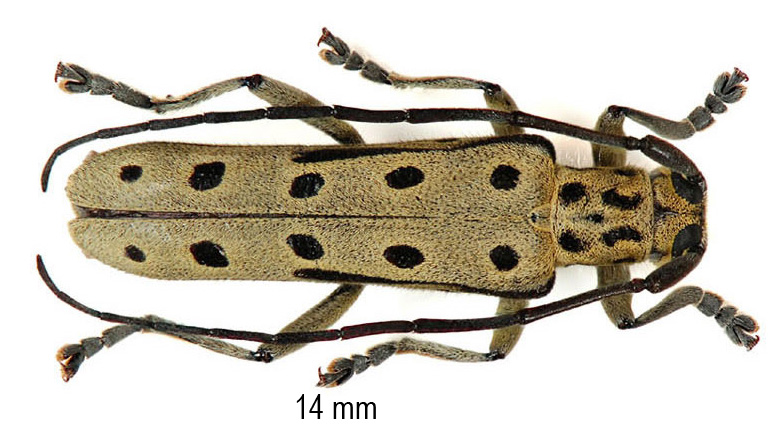 ACOREP-France - Association des Coléoptéristes français
