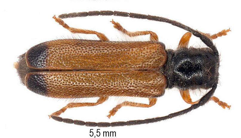 ACOREP-France - Association des Coléoptéristes français