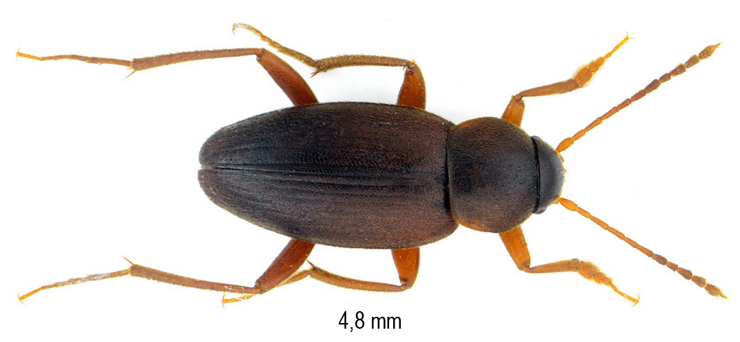 ACOREP-France - Association des Coléoptéristes français