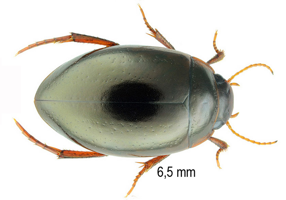 ACOREP-France - Association des Coléoptéristes français