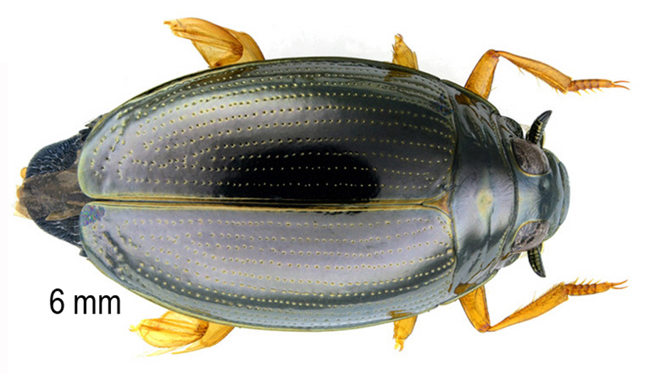 ACOREP-France - Association des Coléoptéristes français