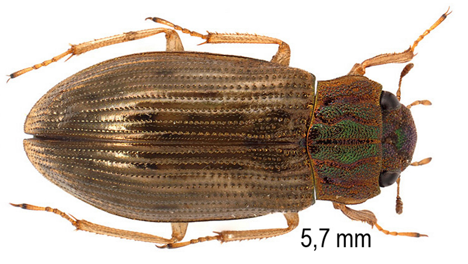 ACOREP-France - Association des Coléoptéristes français