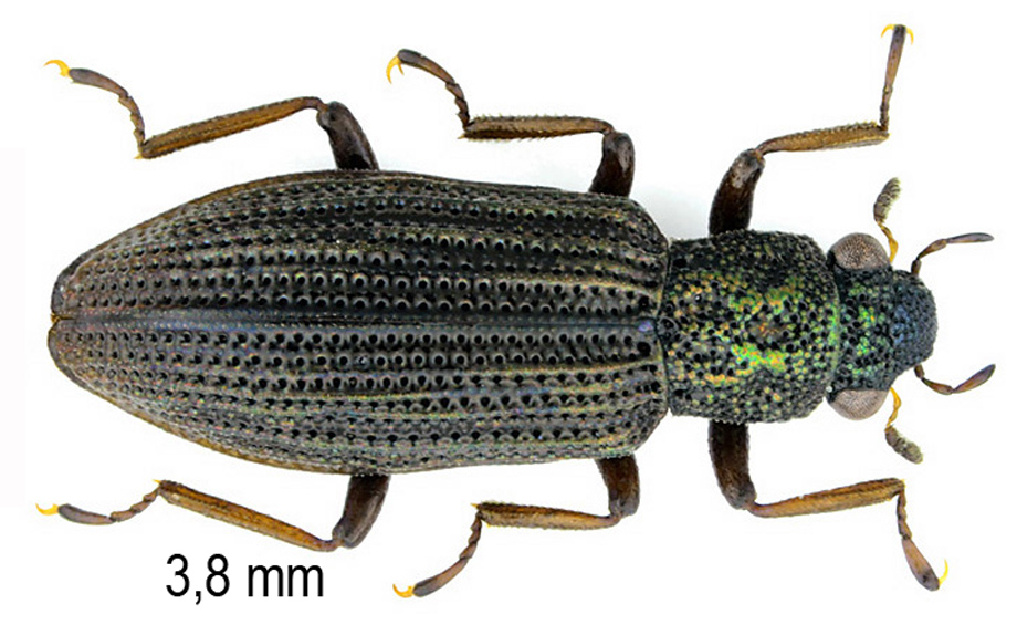 ACOREP-France - Association des Coléoptéristes français