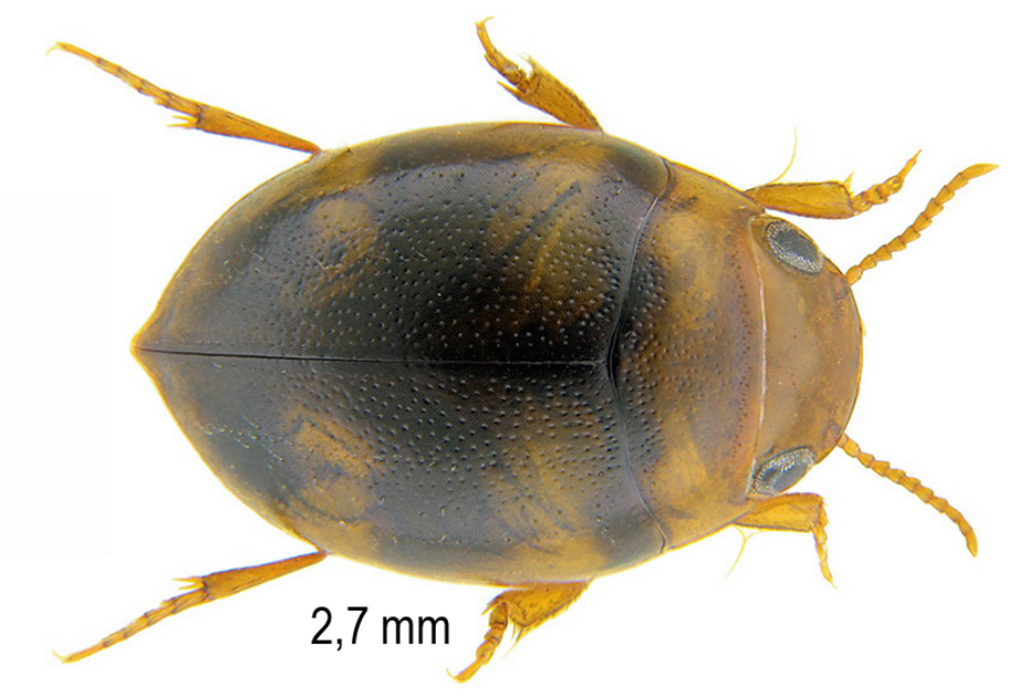 ACOREP-France - Association des Coléoptéristes français