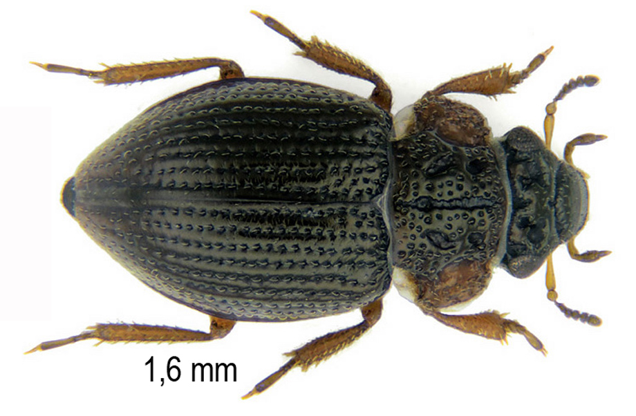 ACOREP-France - Association des Coléoptéristes français