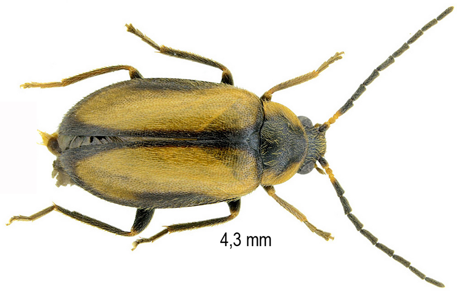 ACOREP-France - Association des Coléoptéristes français
