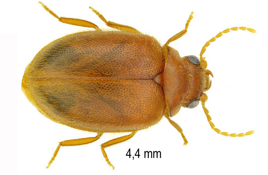 ACOREP-France - Association des Coléoptéristes français