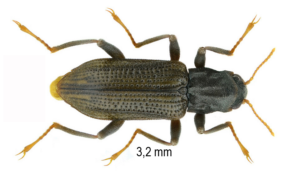 ACOREP-France - Association des Coléoptéristes français